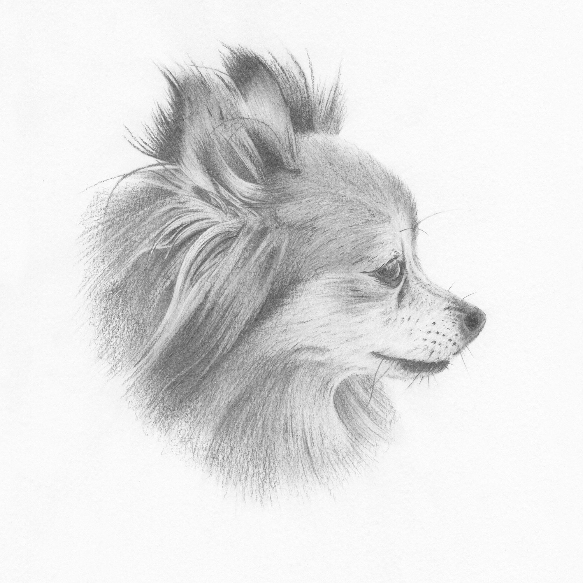Dog portraits: Pencil dog portraits | Def-Fly